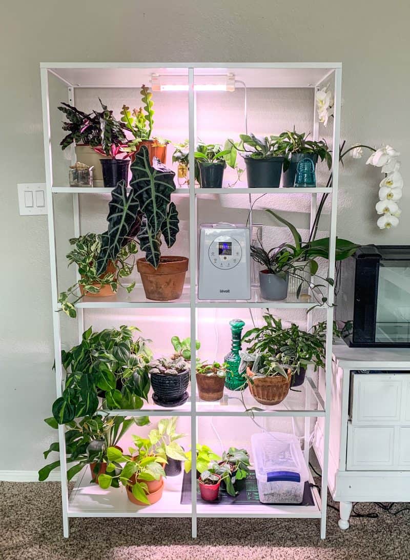 Houseplant Setup in a Small Apartment