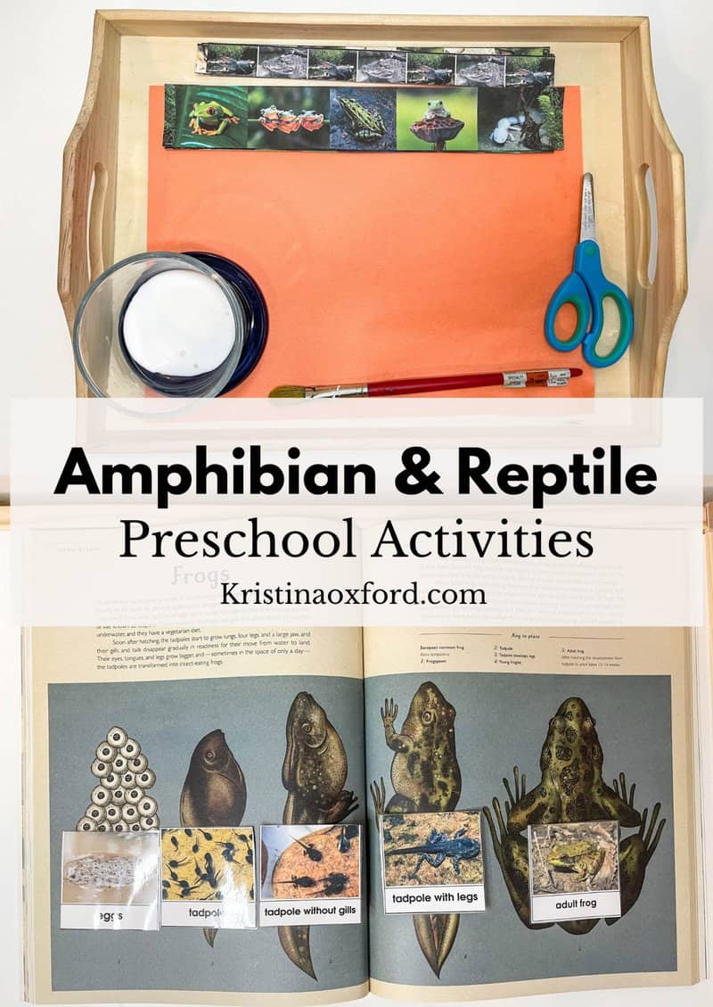 Reptile and Amphibian Preschool Activities Activities - Kristina Oxford