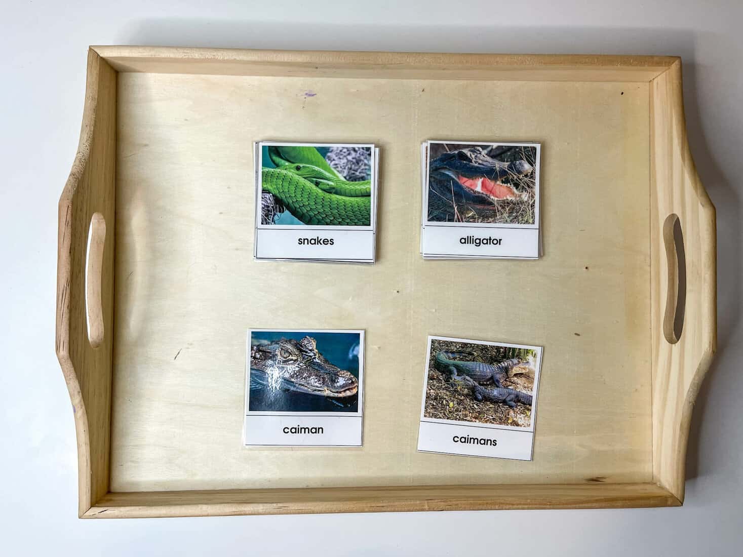 Reptile and Amphibian Preschool Activities Activities - Kristina Oxford